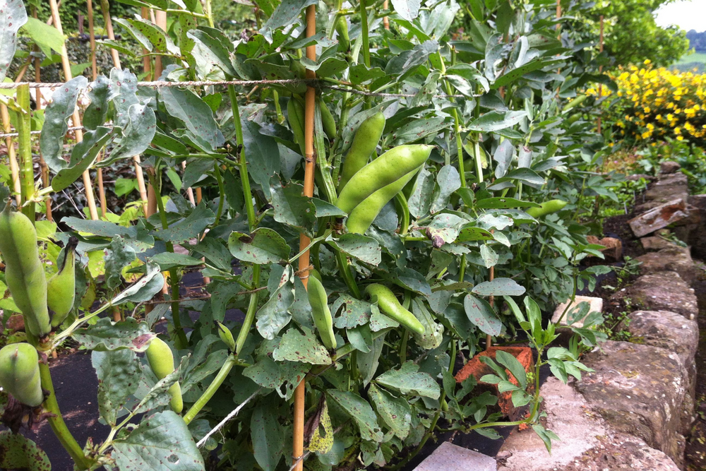 Fava Beans: A Syrian Favourite - an extract from The Seed Detective ...